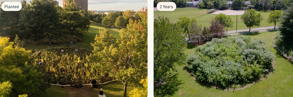Winchester volunteers plant Fast Forest saplings