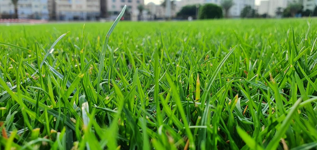 Transform your lawn to save the ecosystem
