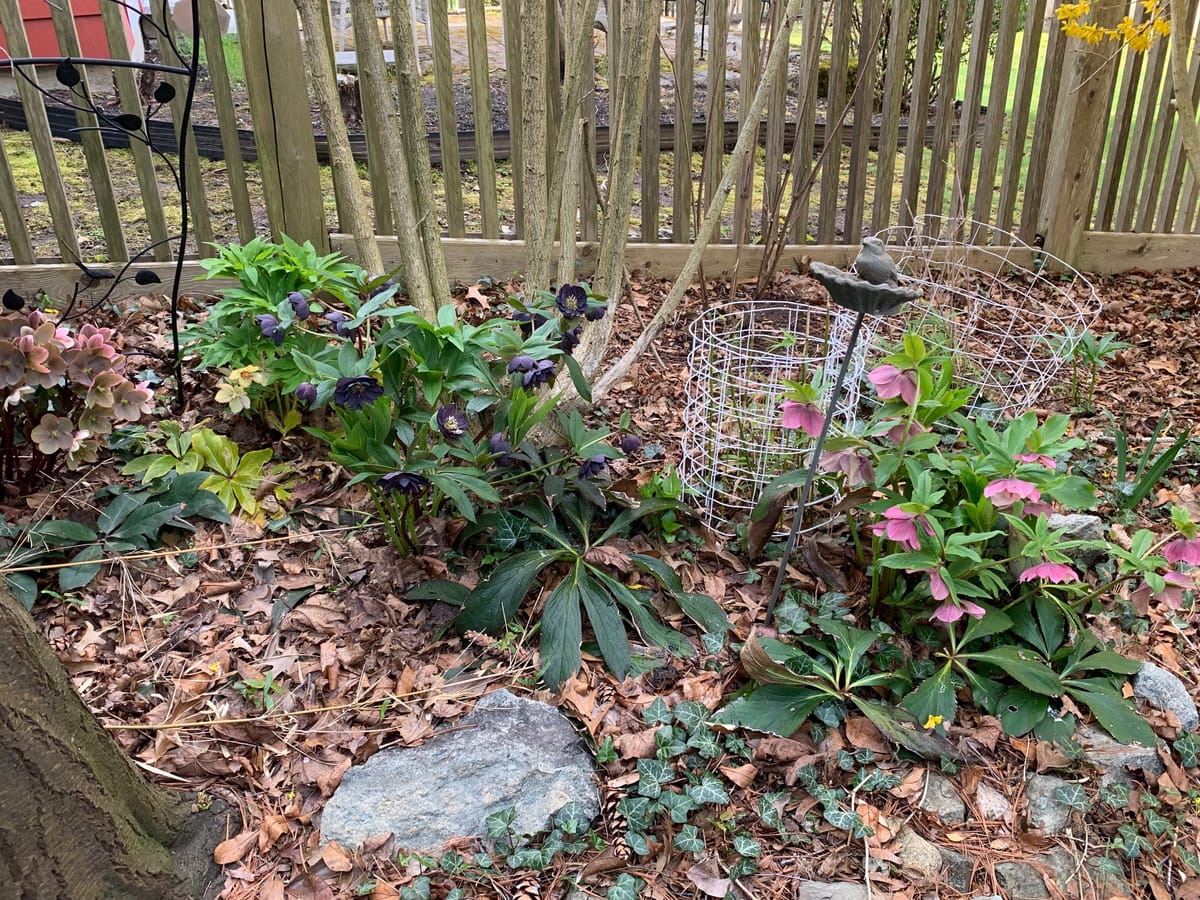 What’s in your gardens this month?