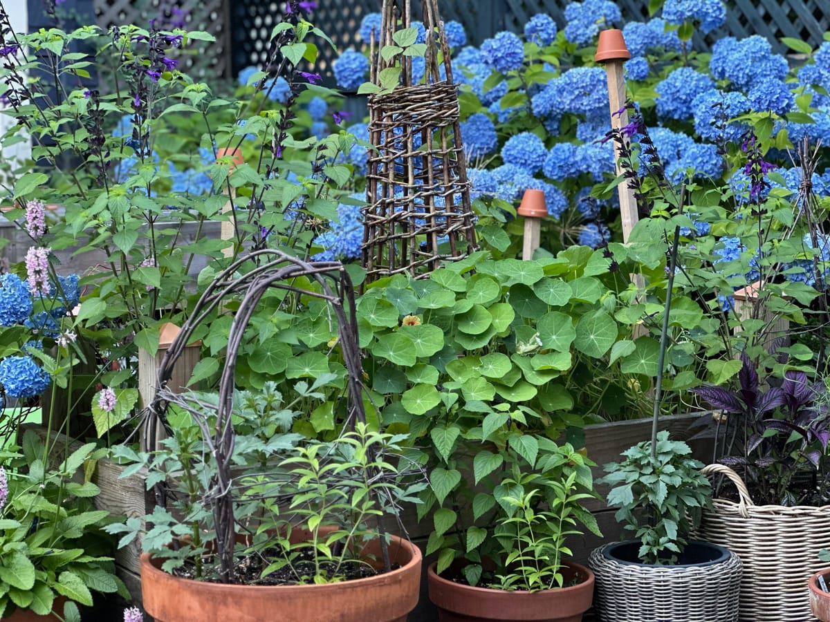 Winchester gardens are blooming!