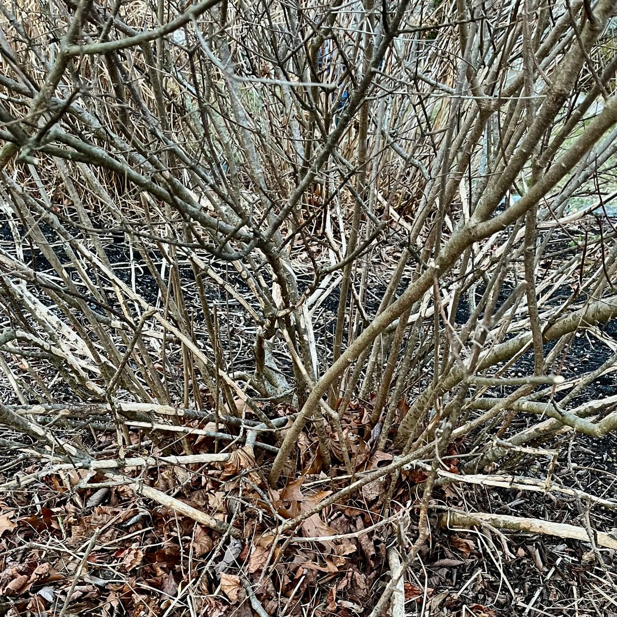 Rabbit and cold damage: a tough winter in our gardens